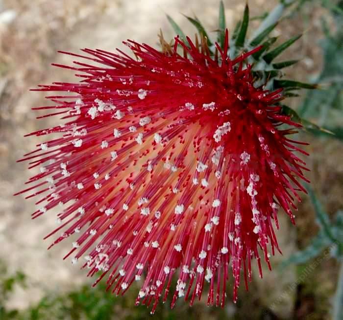 Cirsium occidentale var. venustum, Red Thistle.