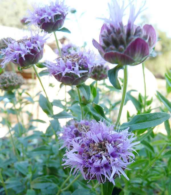 Monardella odoratissima - Alchetron, the free social encyclopedia