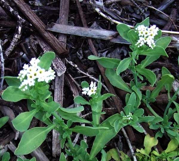 Heliotropium curassavicum, Wild Heliotrope.