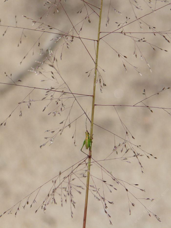 Sporobolus airoides, Alkali Sacaton.
