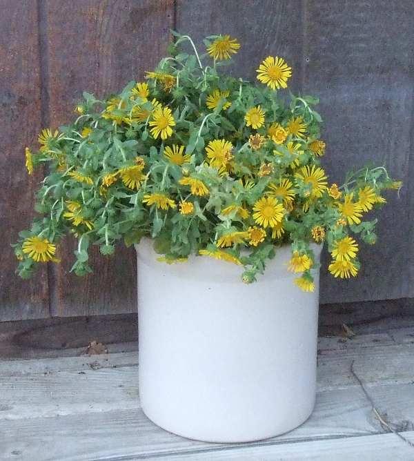 Grindelia stricta var. venulosa, Coastal Groundcover Gum Plant.