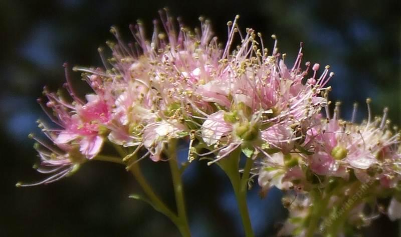 Spiraea densiflora var. splendens, Mountain Spiraea.