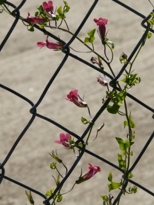 Maurandya antirrhiniflora, Violet Twining Snapdragon.