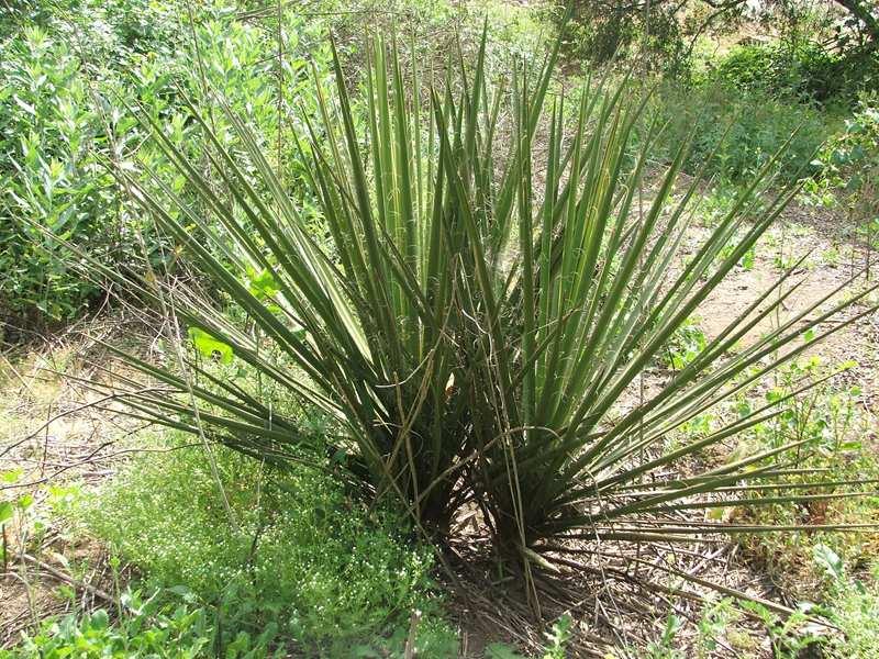 Yucca schidigera, Mojave Yucca.