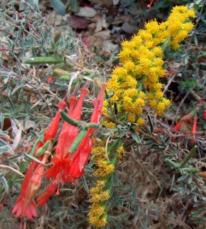 Zauschneria californica 'Catalina', Island California Fuchsia.