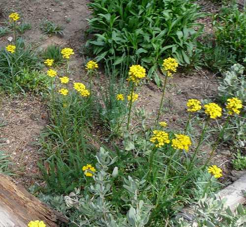 Erysimum capitatum, Western Wallflower.