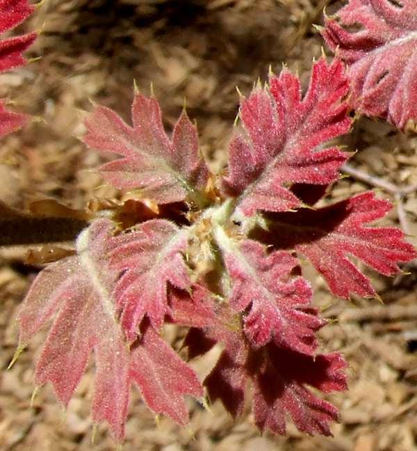 quercus kelloggii leaf