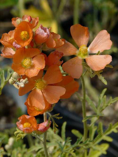 Sphaeralcea grossulariifolia, Gooseberry leaf Globemallow.