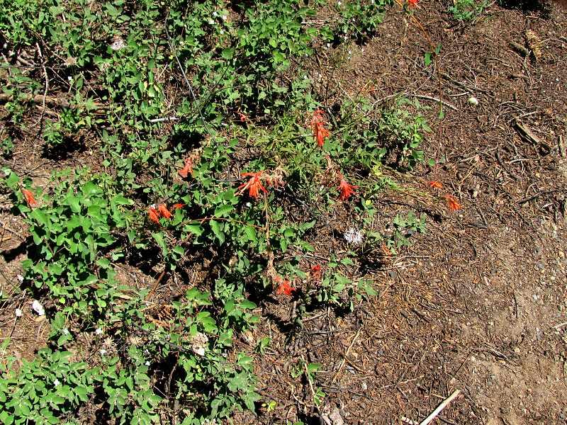 Symphoricarpos parishii, Mountain Snowberry.