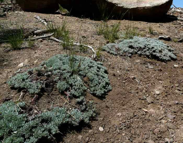 Eriogonum wrightii var. subscaposum, Wright's Buckwheat.