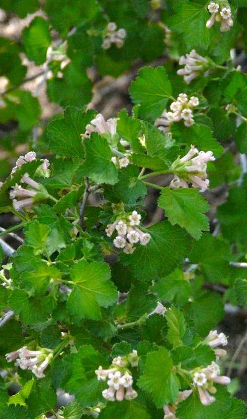 Ribes cereum, Wax Currant.