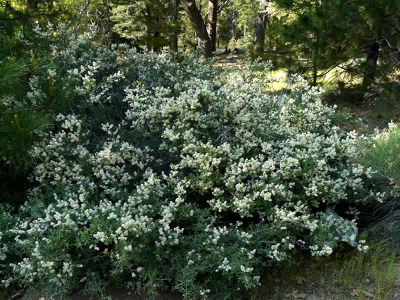 Ceanothus cordulatus, Snowbush.