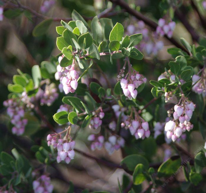 Arctostaphylos 'Ian Bush ', Ian Bush Manzanita.