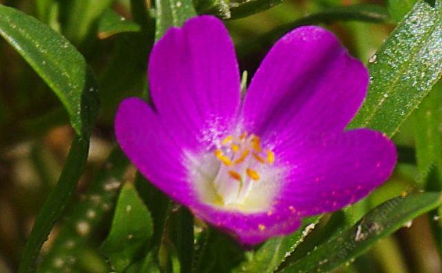 Calandrinia ciliata, Red Maids.