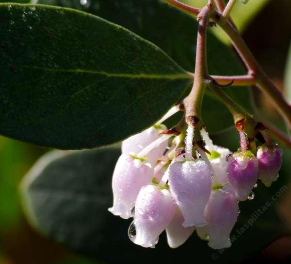 Manzanitas of Southern California