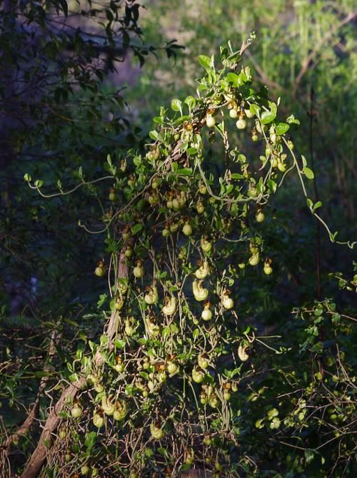 Aristolochia californica, California Pipevine.