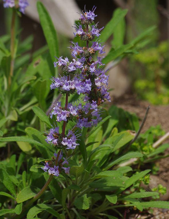 Salvia sonomensis 'Mrs. Beard', Mrs. Beard Creeping Sage.