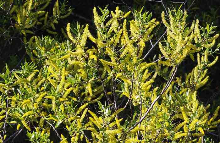 Salix lasiolepis var. bracelinae.