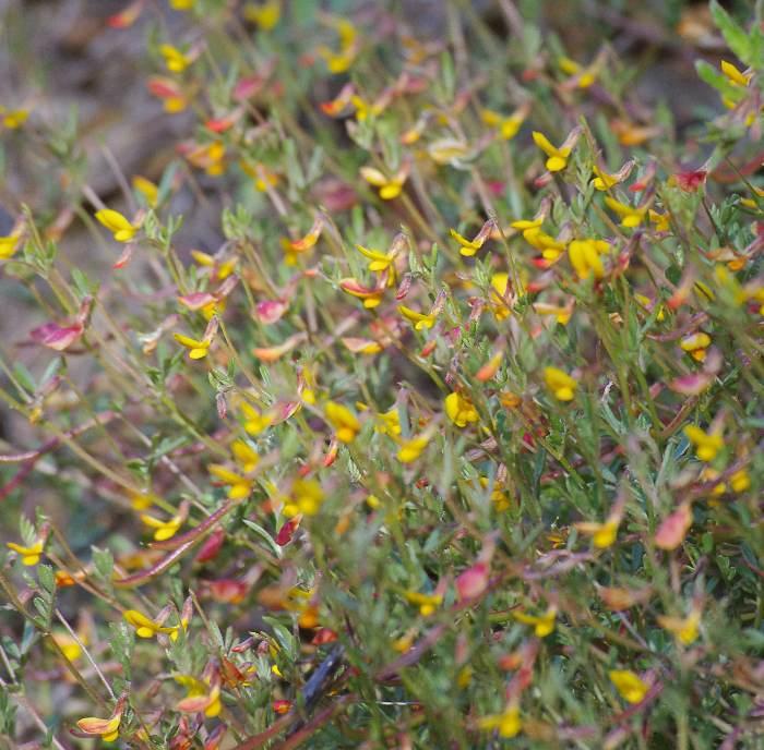 Lotus strigosus, Annual Lotus.
