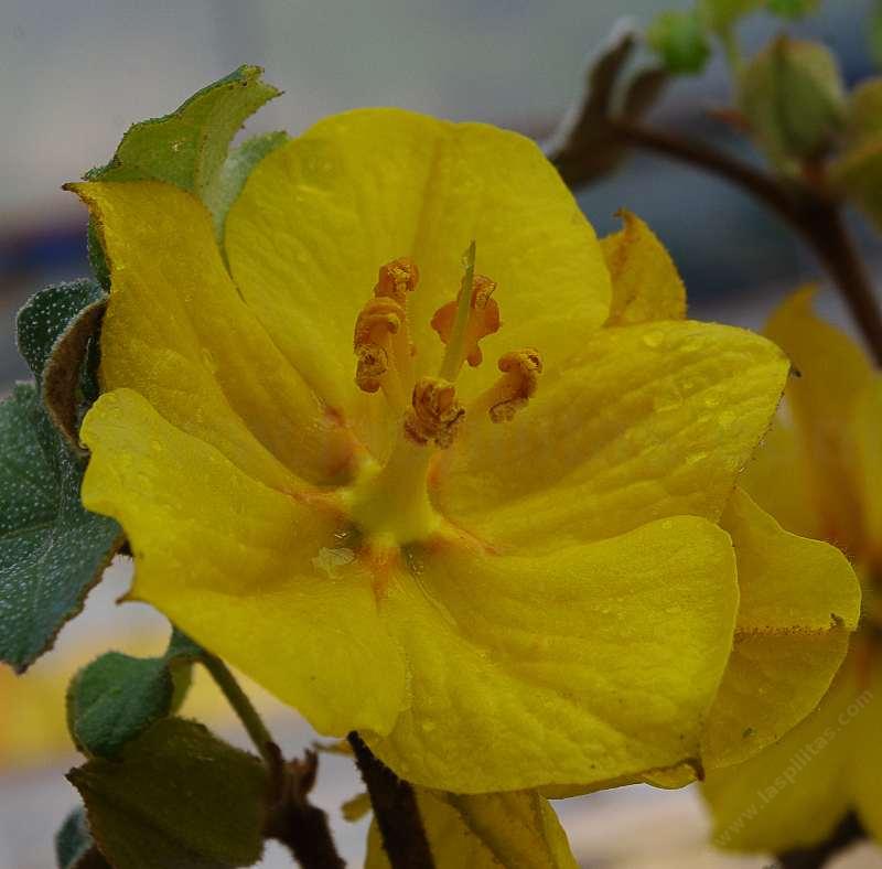 Fremontodendron mexicanum, Southern Flannel Bush.