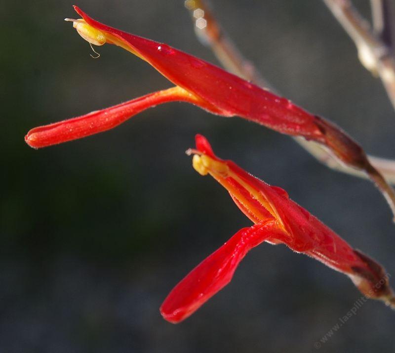 Beloperone californica, Chuparosa.