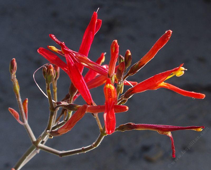 Beloperone californica, Chuparosa.