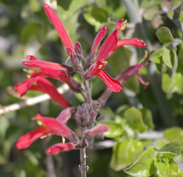 Beloperone californica, Chuparosa.