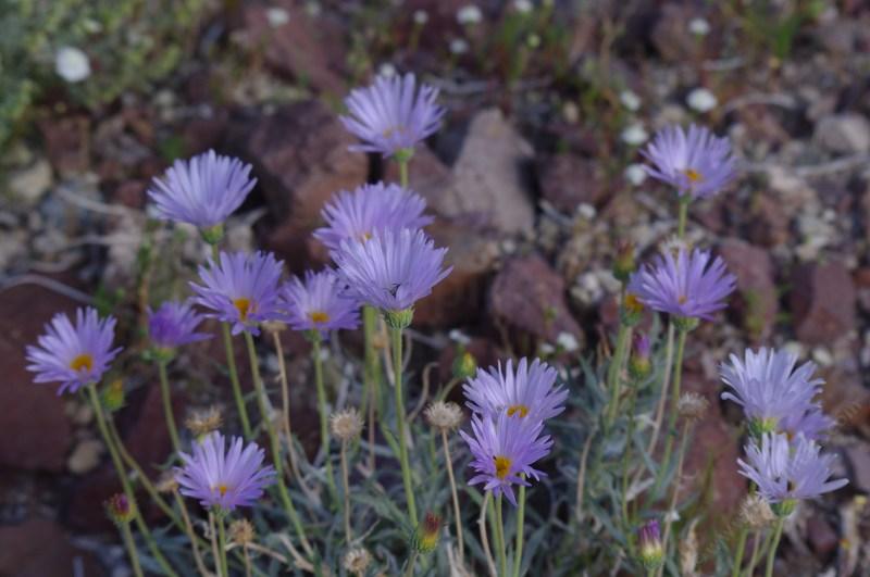 Machaeranthera tortifolia, Mojave Aster.