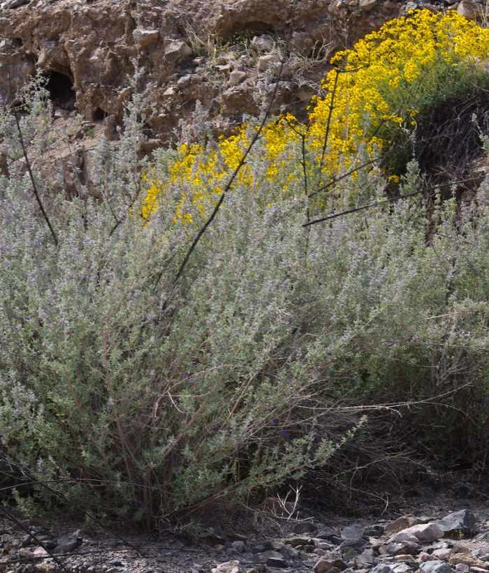 Hyptis emoryi, Desert Lavender