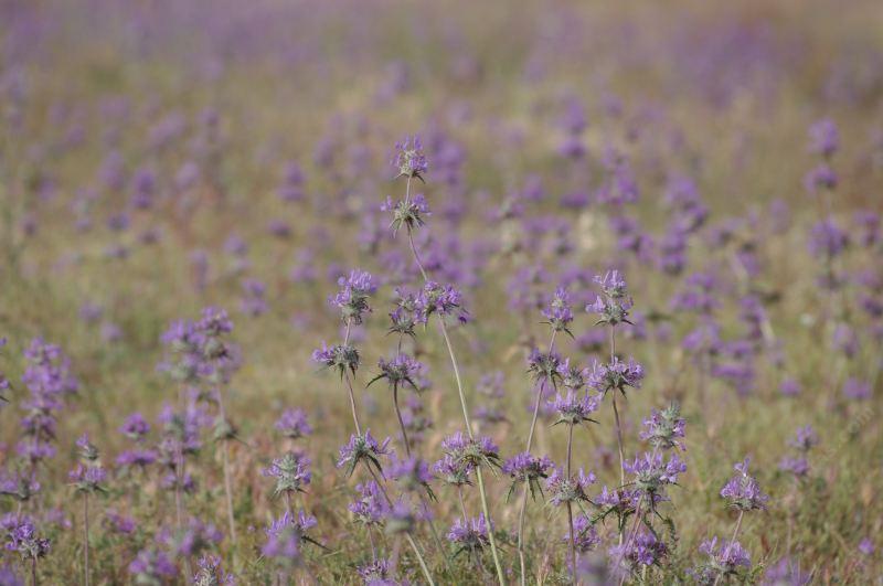 Sages, Salvias, photos, videos and descriptions of the plants native to ...