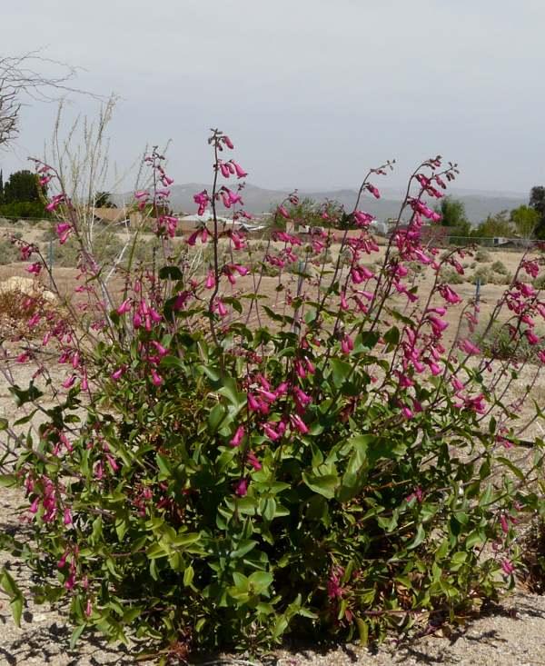 Penstemon pseudospectabilis, Desert Penstemon.