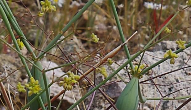 Eriogonum inflatum, Desert Trumpet.