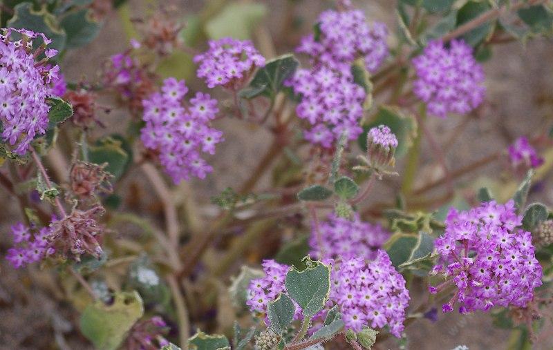Abronia villosa var. villosa, Sand Verbena.