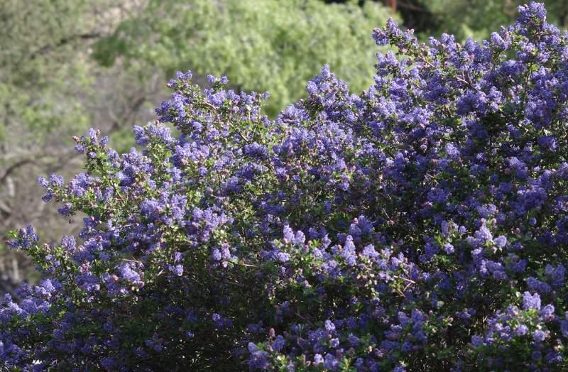 Ceanothus 'Frosty Blue', Frosty Blue Mountain Blue.