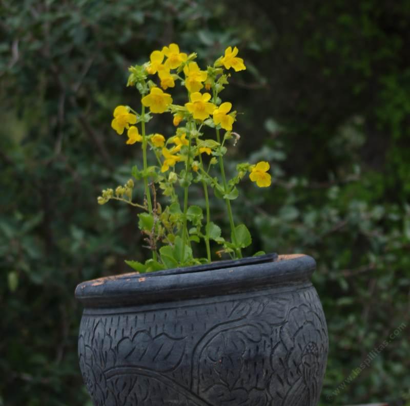 Mimulus Luteus