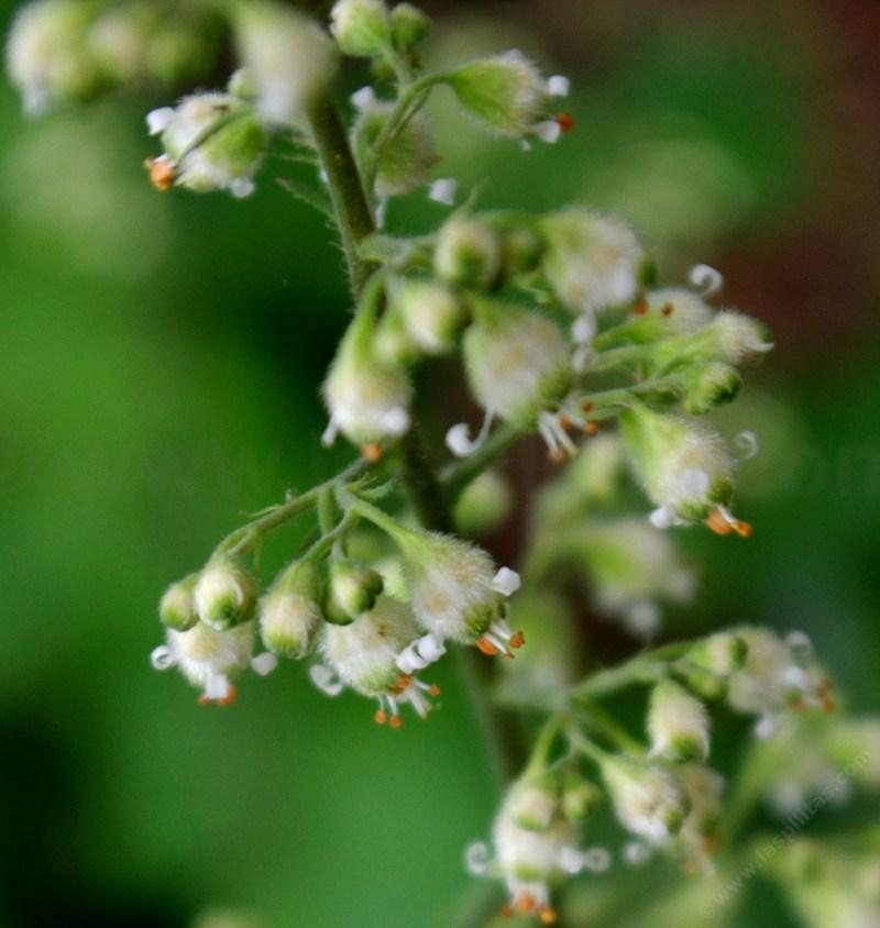 Heuchera maxima, Island Alum Root.