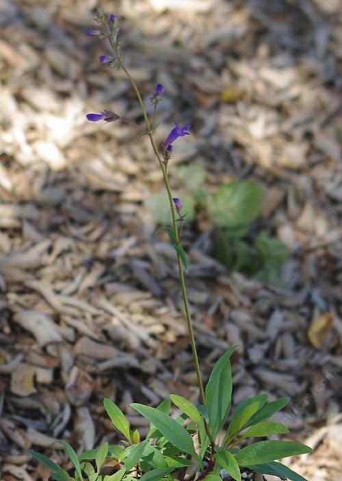 Penstemon roezlii, Roezl's penstemon.