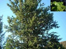 Native trees of California